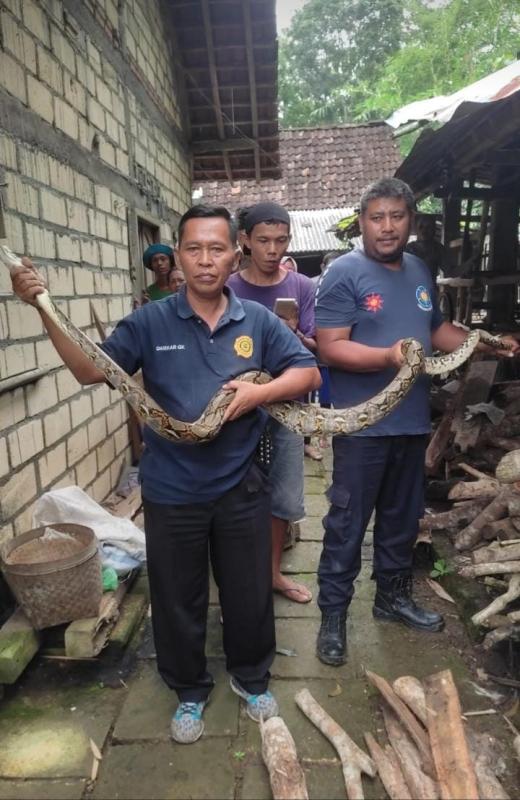 Damkar Evakuasi Ular Berukuran Besar Dirumah Warga